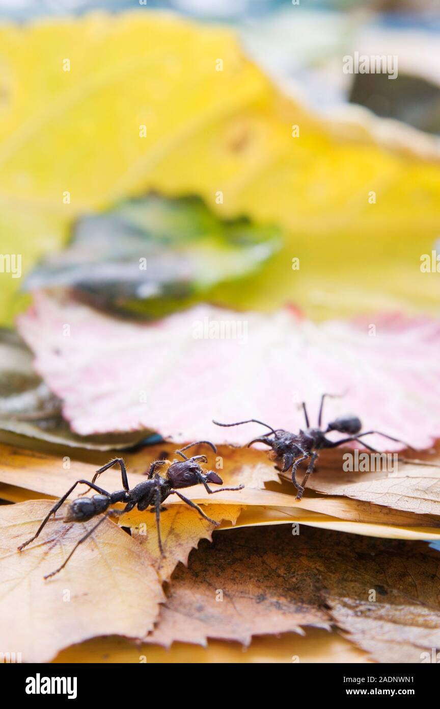 Black ants (family Formicidae) showing threatening behaviour Stock ...