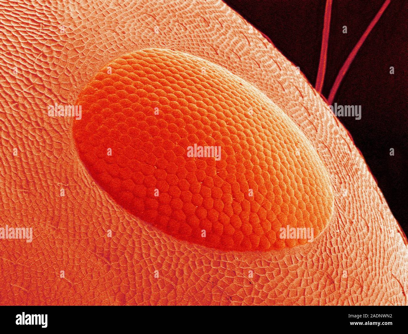 Ant eye. Coloured scanning electron micrograph (SEM) of the compound ...