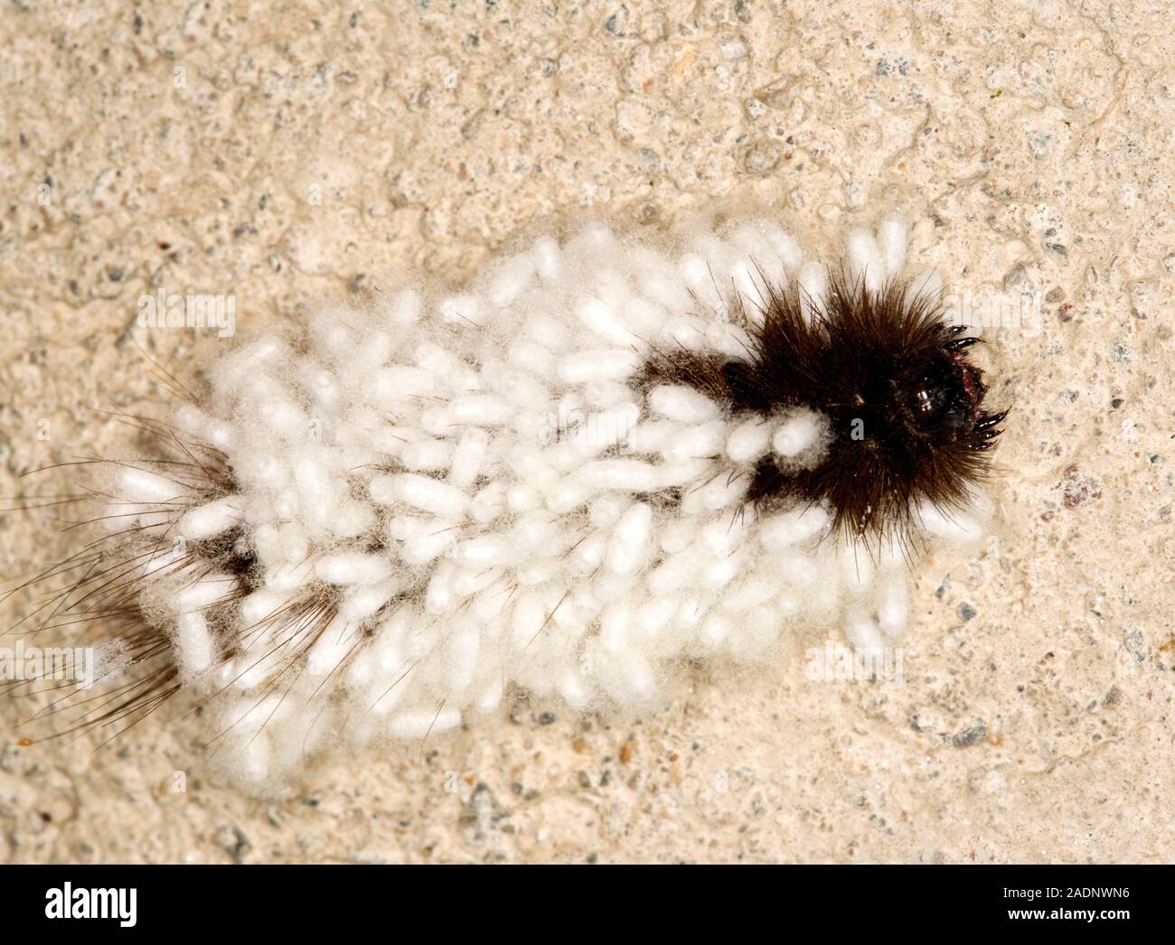 Parasitised garden tiger caterpillar (Arctia caja). The caterpillar is ...