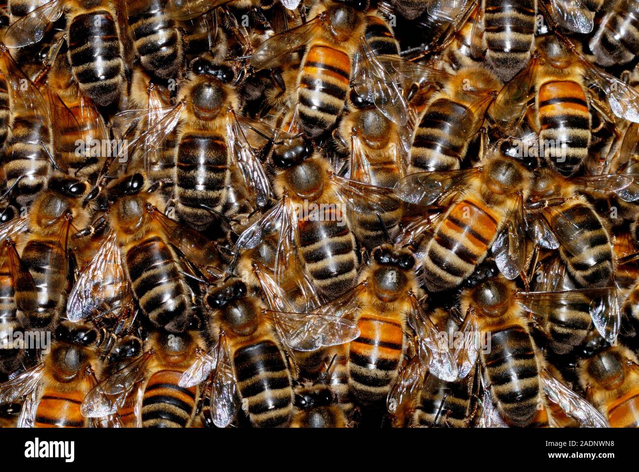 Honey bee swarm. Close-up of a swarm of honey bees (Apis mellifera ...