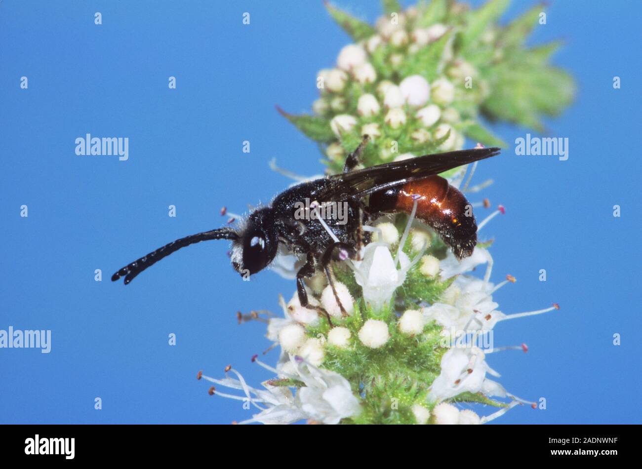 Spider wasp (Family Pompilidae) on a flower Stock Photo - Alamy