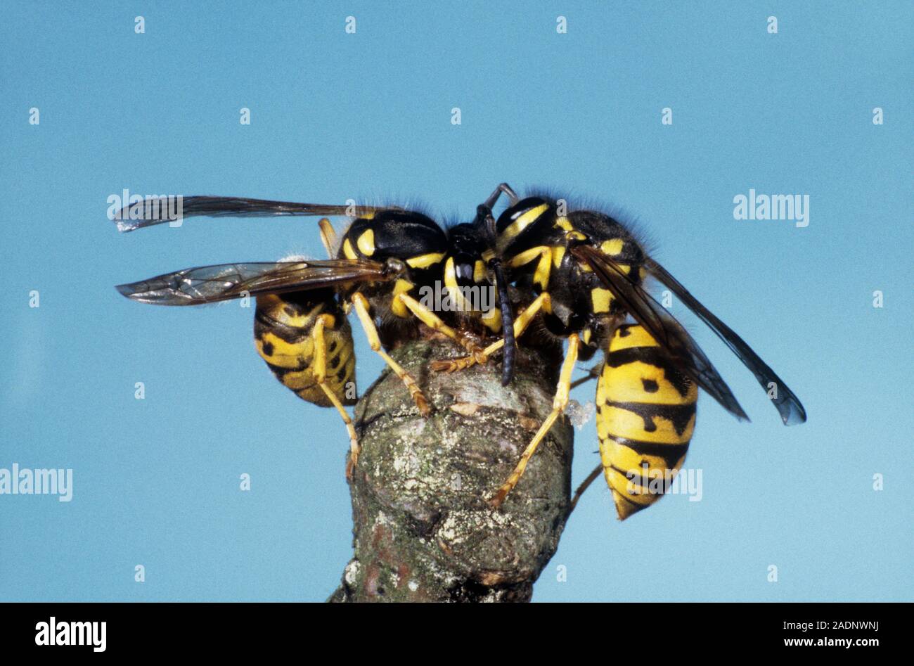 Common wasps (Vespula vulgaris) chewing wood from a branch. The chewed ...