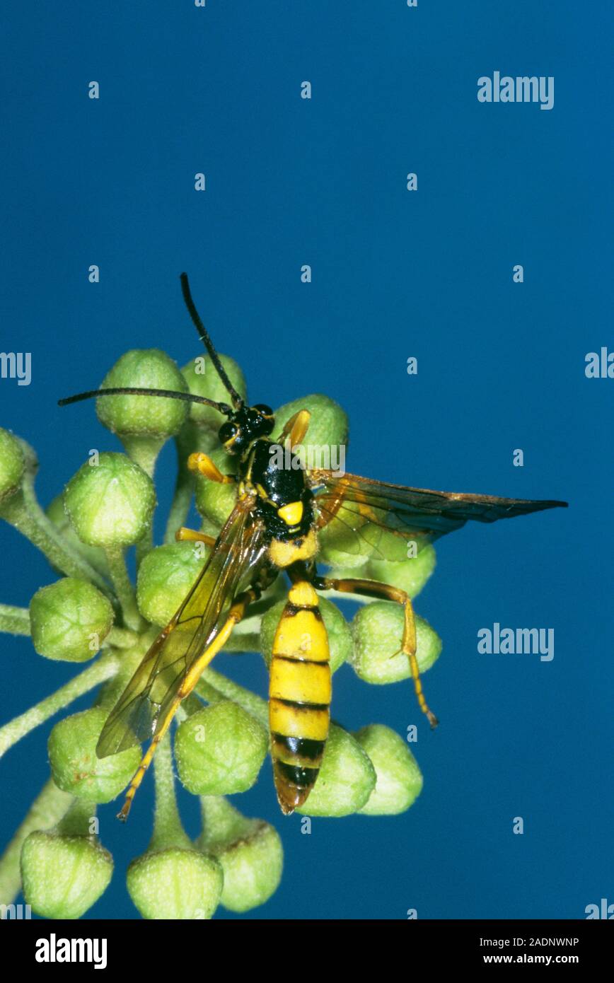 Ichneumon wasp (Metopius sp.) on flower buds Stock Photo - Alamy