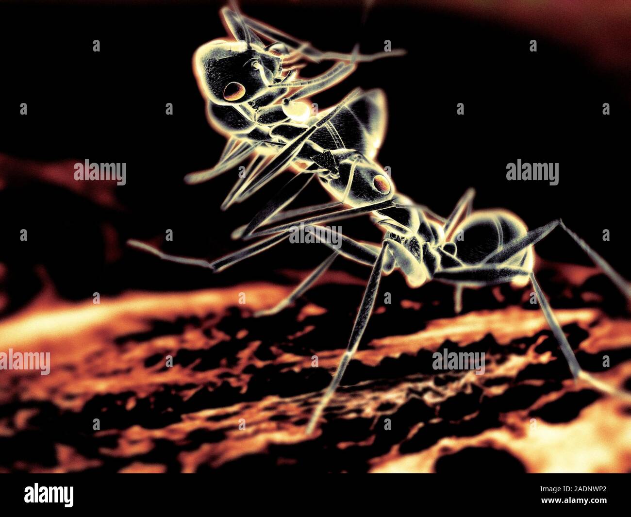 Ant carrying another ant, computer artwork. The ant at right is ...