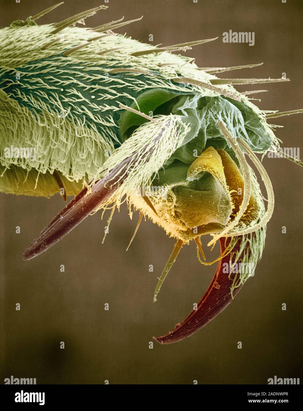 Wasp foot. Coloured scanning electron micrograph (SEM) of the foot of a ...