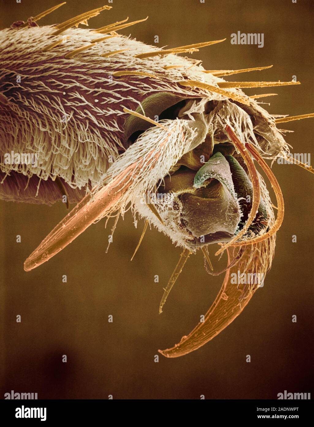Wasp foot. Coloured scanning electron micrograph (SEM) of the foot of a ...