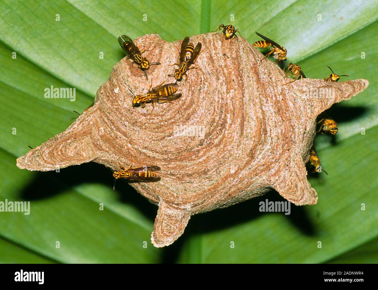 Paper wasps on their nest. The nest is constructed of paper. The wasps ...