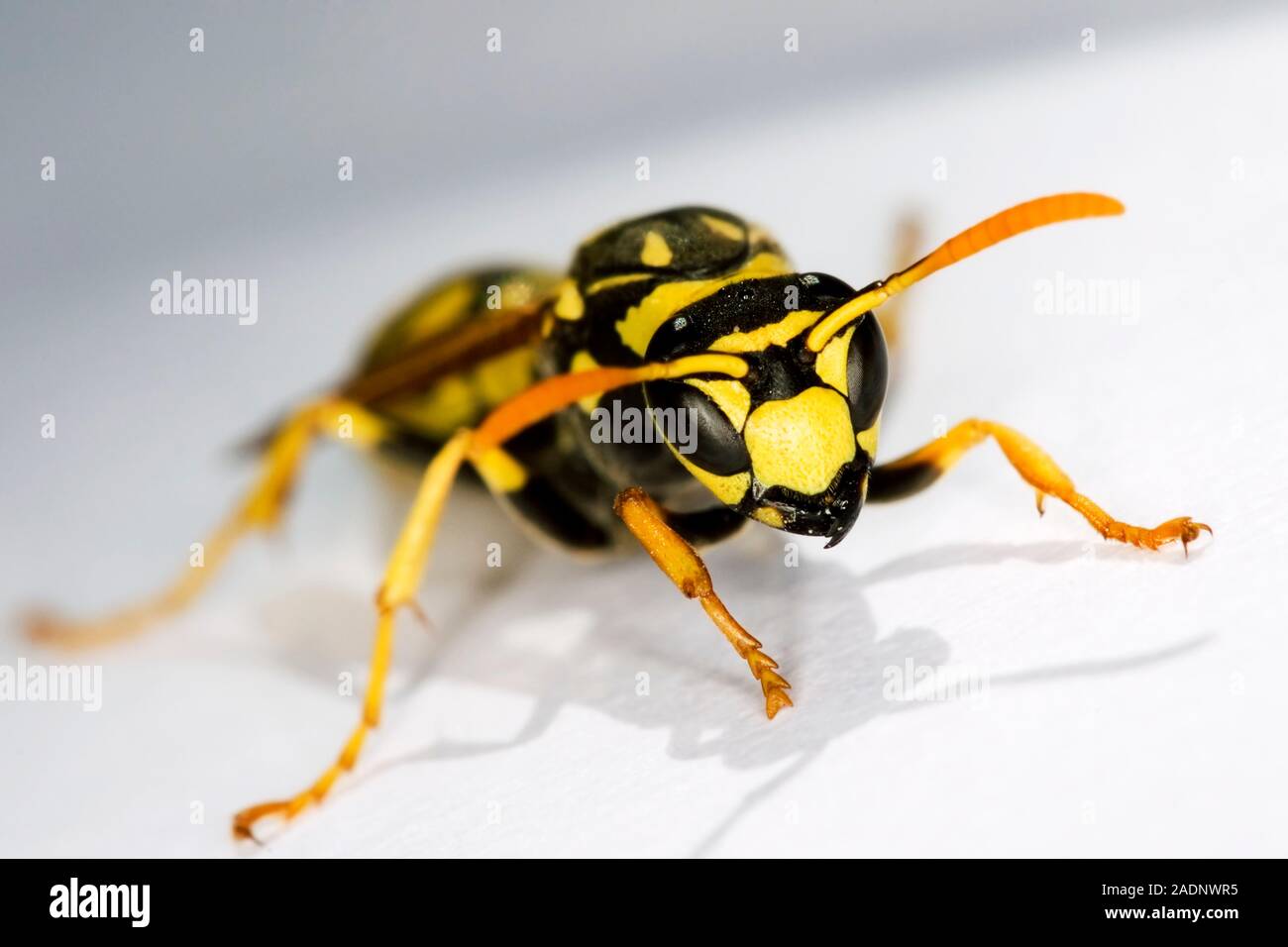 Wasp (Family Vespidae). This is one over 4,000 species of social wasp ...