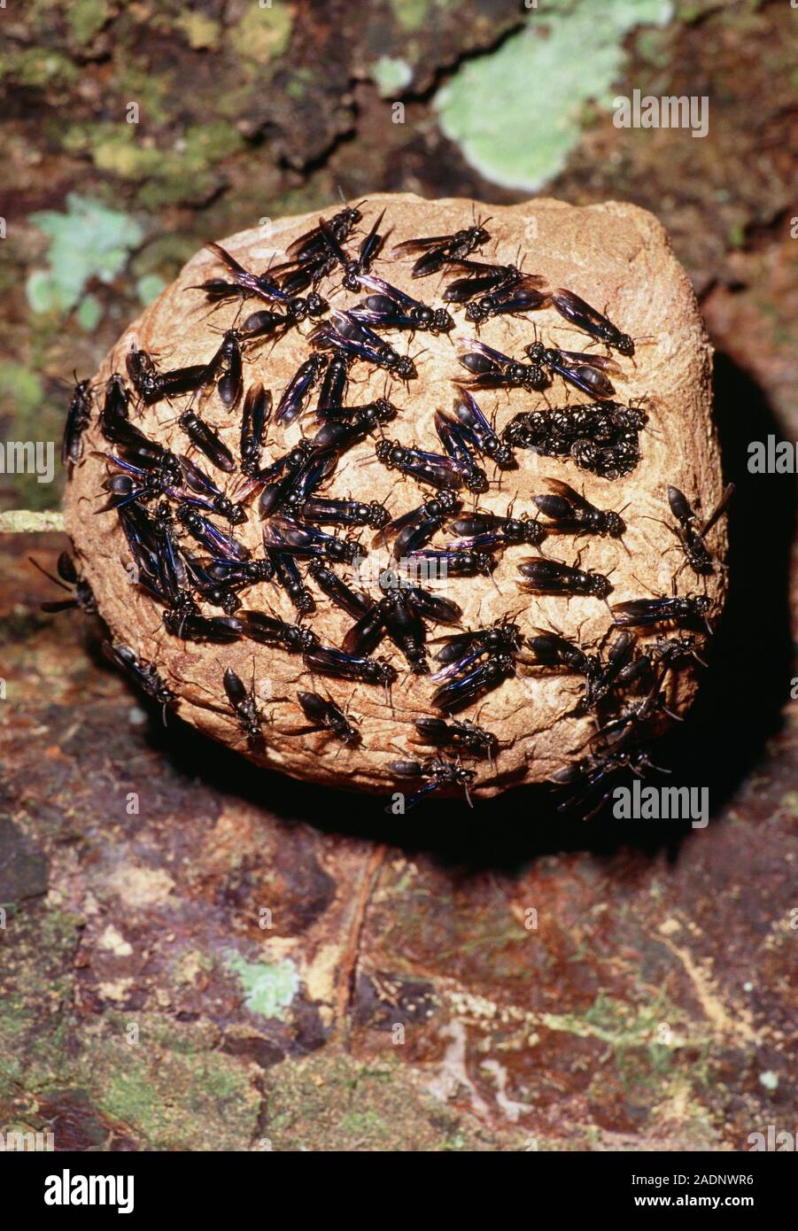 Paper wasps on their nest. The nest is constructed of paper and has ...