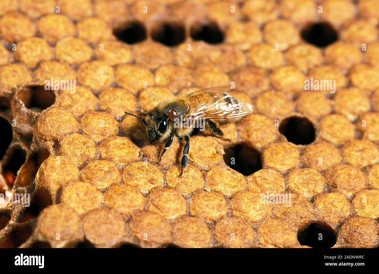 Honey bee with Varroa mites. This adult worker honey bee (Apis ...