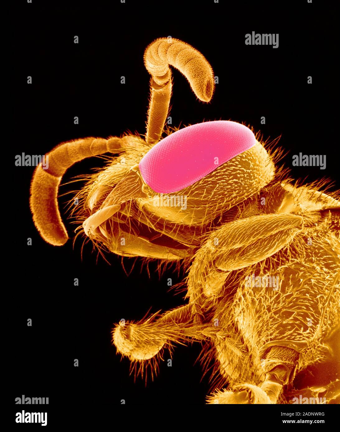 Bee head. Coloured scanning electron micrograph (SEM) of the head of a ...