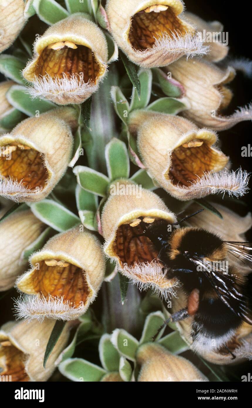 Bumble bee (Bombus sp.) feeding from a foxglove flower (Digitalis ...