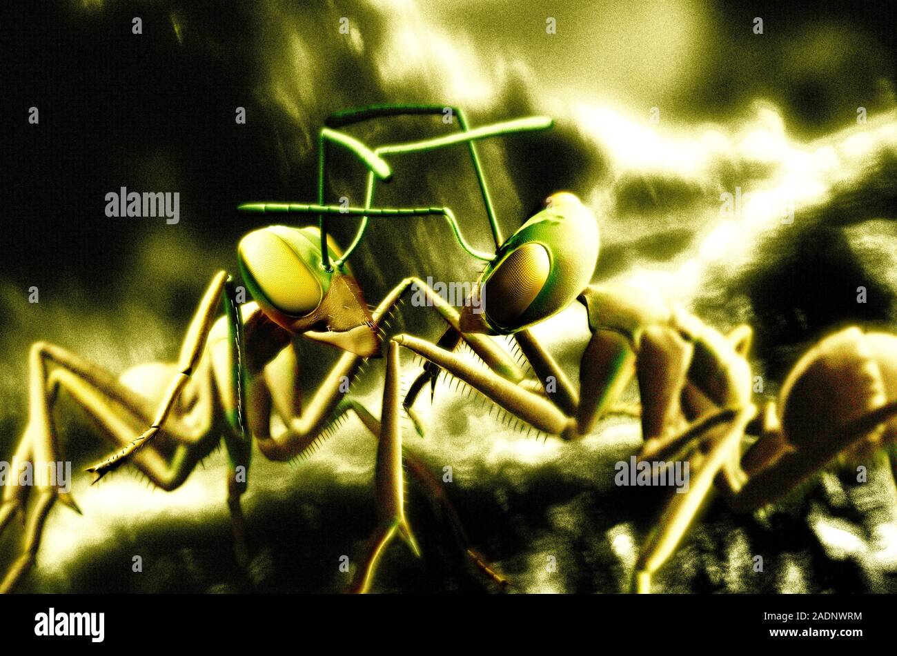Ants fighting (family Formicidae), illustration. Ants live in large colonies of sometimes ...
