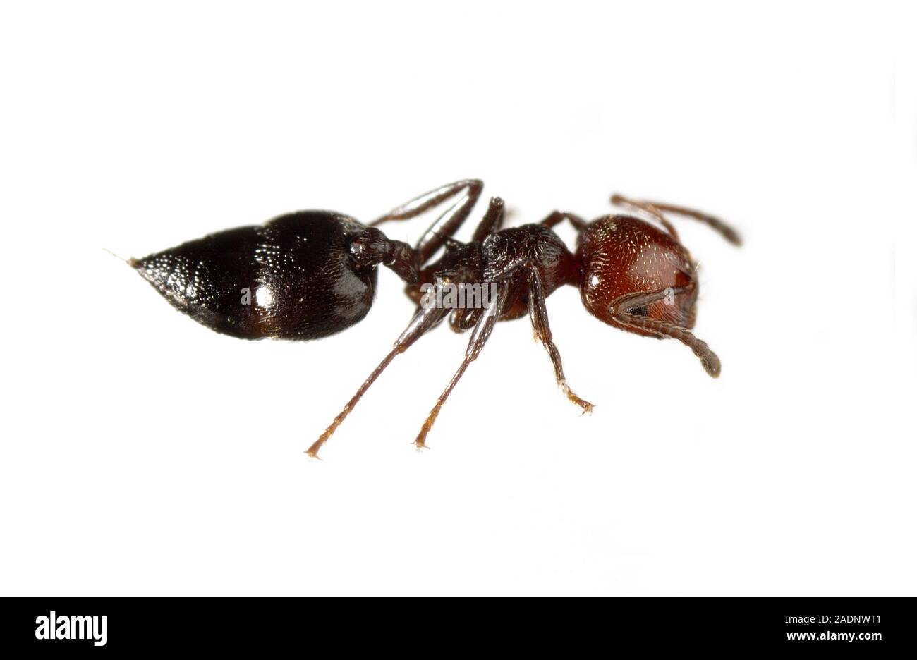 Worker black garden ant (Lasius niger Stock Photo - Alamy