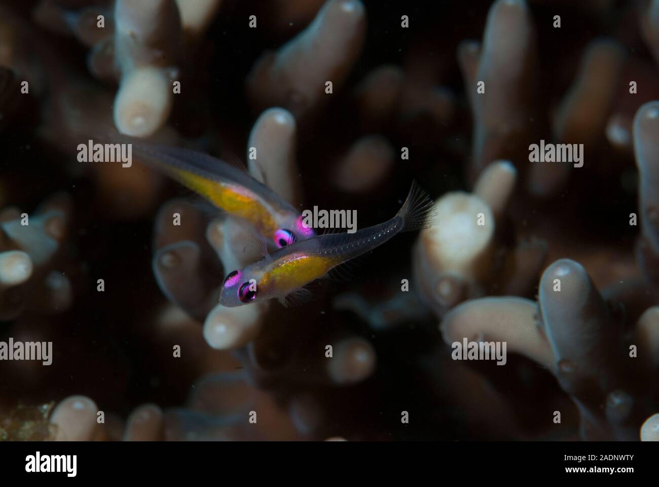 Eye gobies hi-res stock photography and images - Alamy
