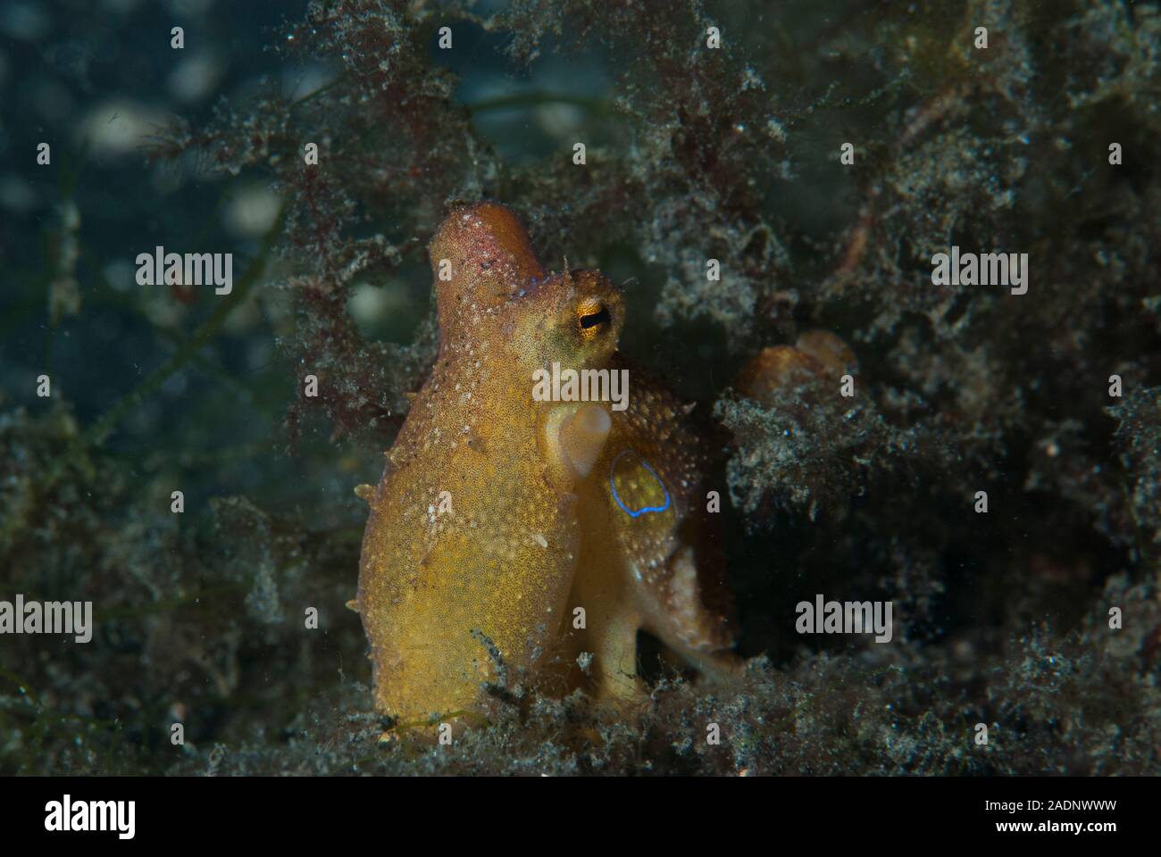 Mototi Octopus Octopus mototi Stock Photo - Alamy