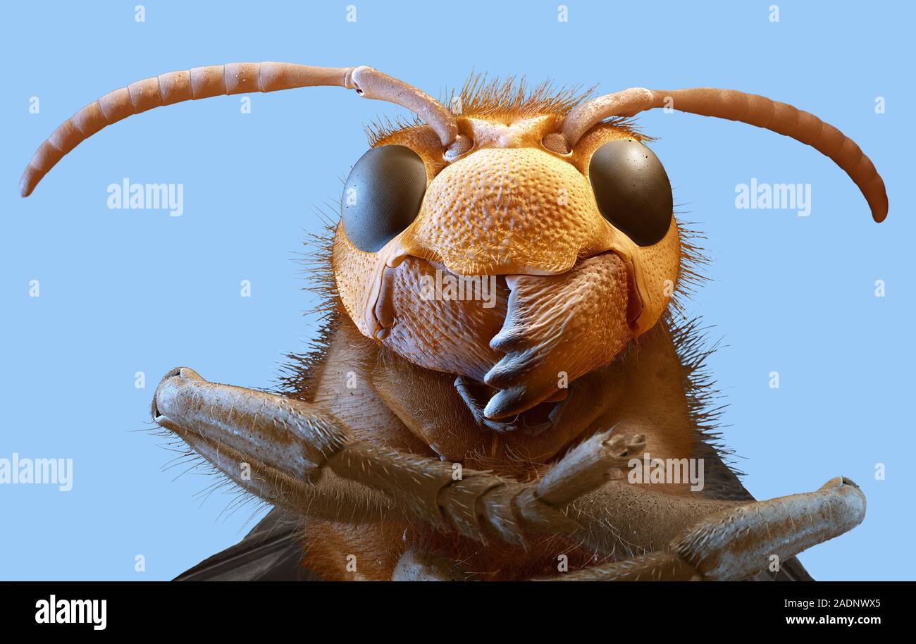Hornet head. Coloured scanning electron micrograph (SEM) of the head of ...