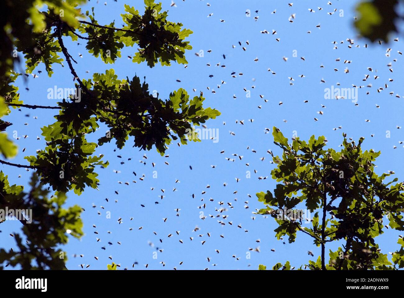 Honeybees swarming. Honeybees (Apis mellifera) swarming around branches ...