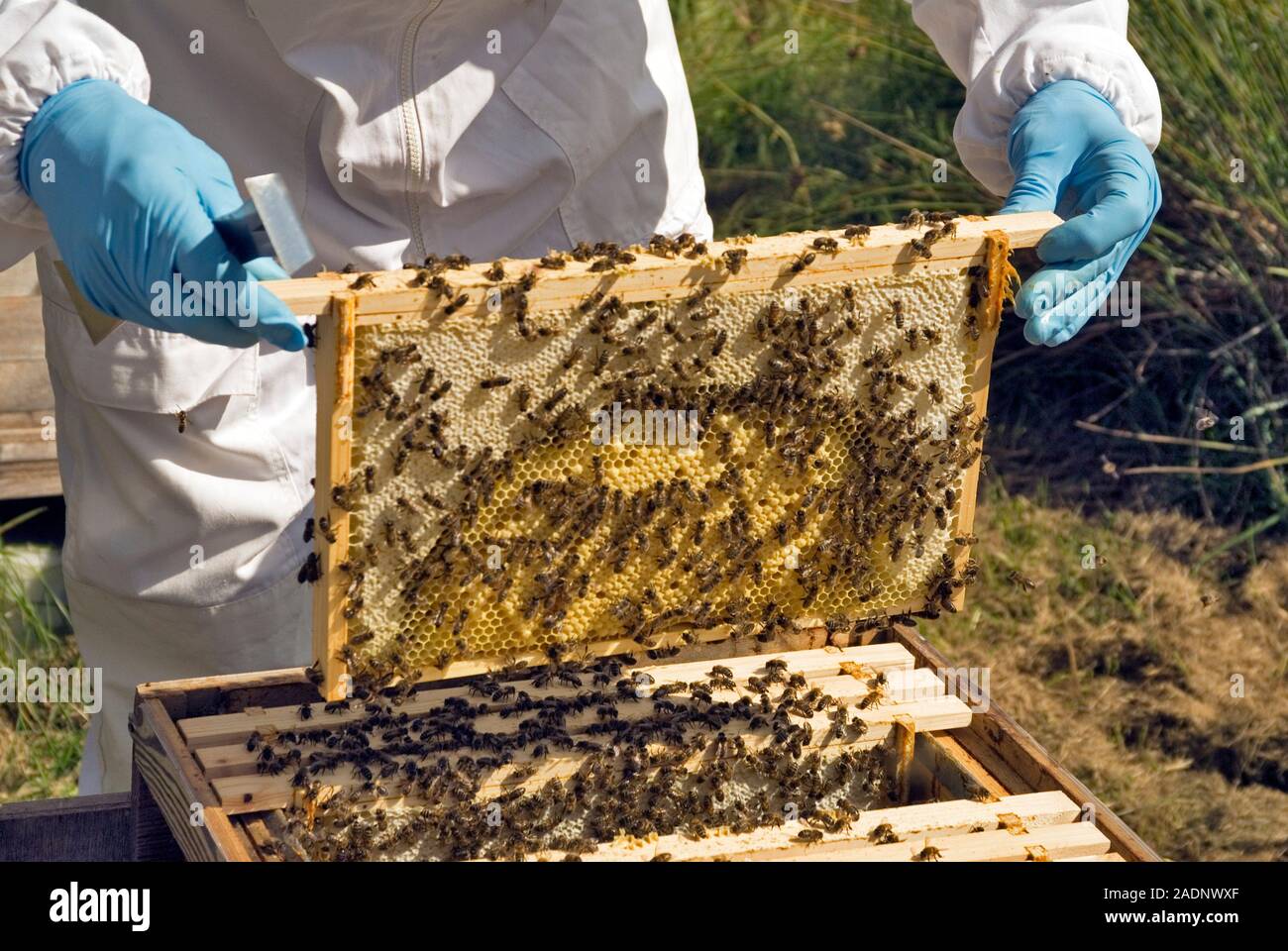 Honeybee brood frame. Beekeeper holding a brood frame from a honeybee ...