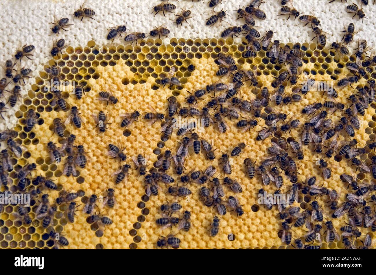Honeybee brood frame. Honeybees (Apis mellifera) on a frame from the ...