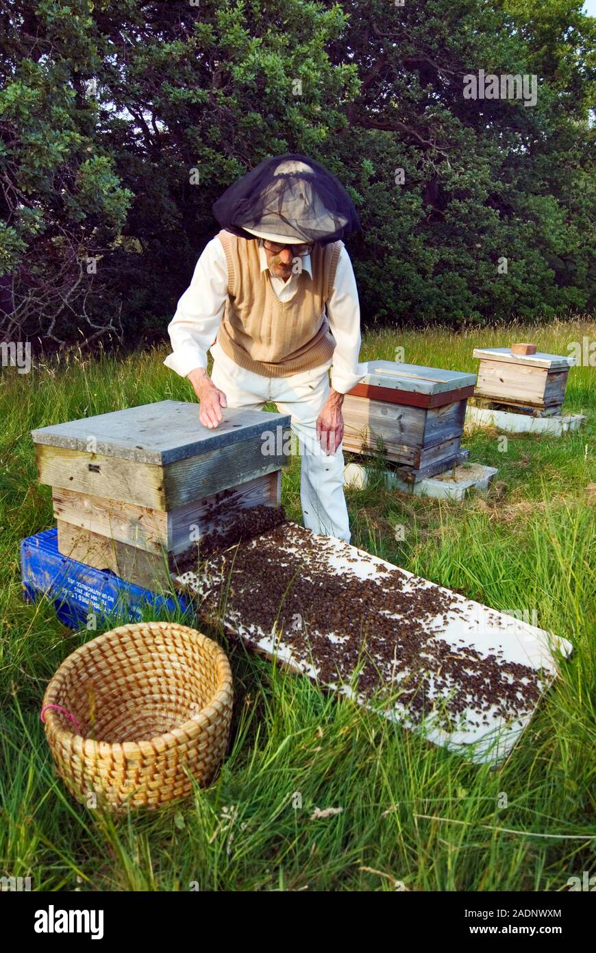 Beekeeper hiving a honeybee (Apis mellifera) swarm. He using a board to ...