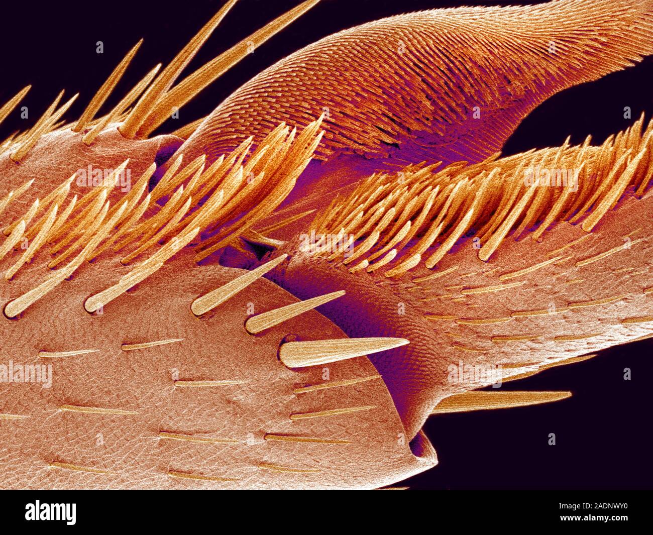 Tip of ant foot. Coloured scanning electron micrograph (SEM) of the tip ...