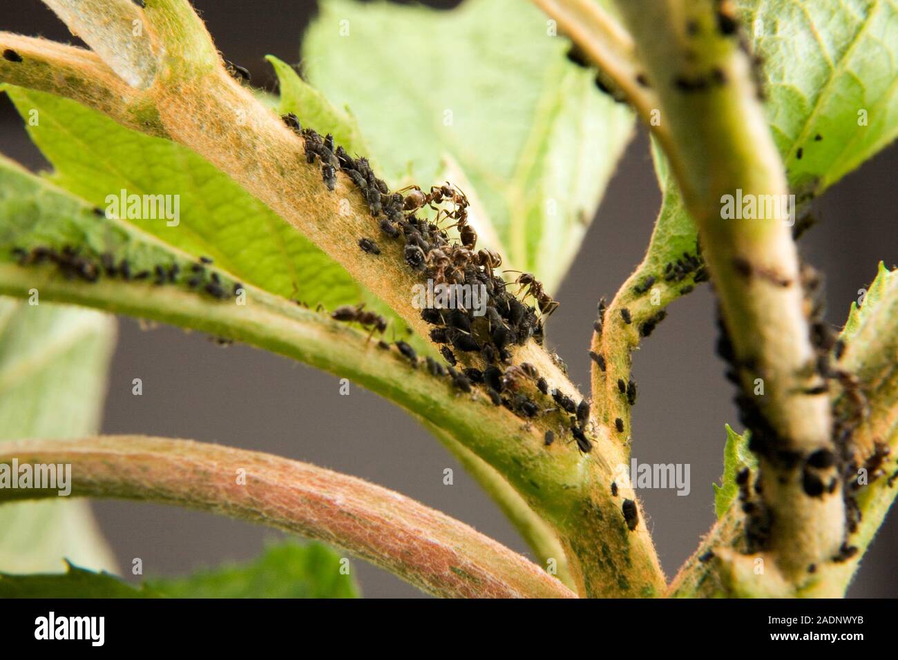 Ants herding aphids. Close-up of ants (family Formicidae) herding ...