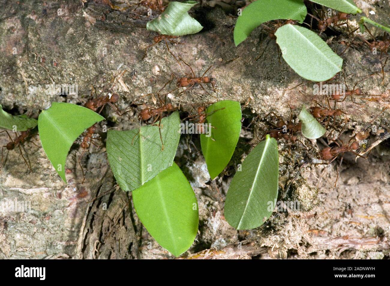 Leafcutter ant workers (Atta cephalotes) carrying leaves. These ants ...