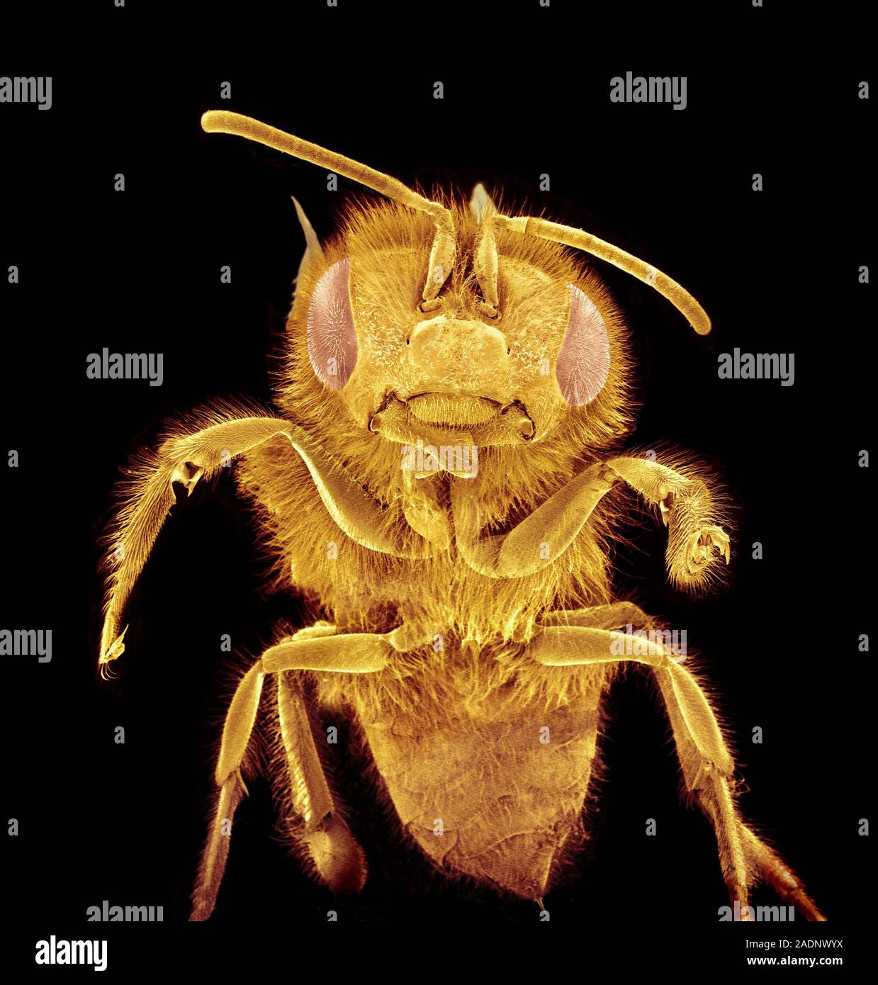 Honey Bee Coloured Scanning Electron Micrograph Sem The Honey Bee Apis Sp Produces And