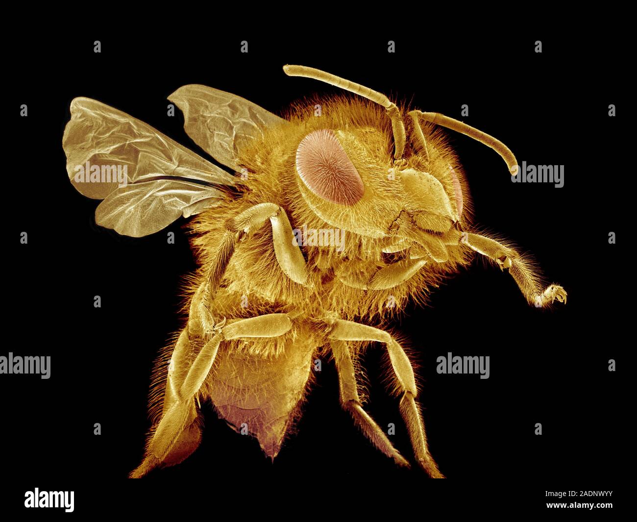 Honey Bee Coloured Scanning Electron Micrograph Sem The Honey Bee Apis Sp Produces And