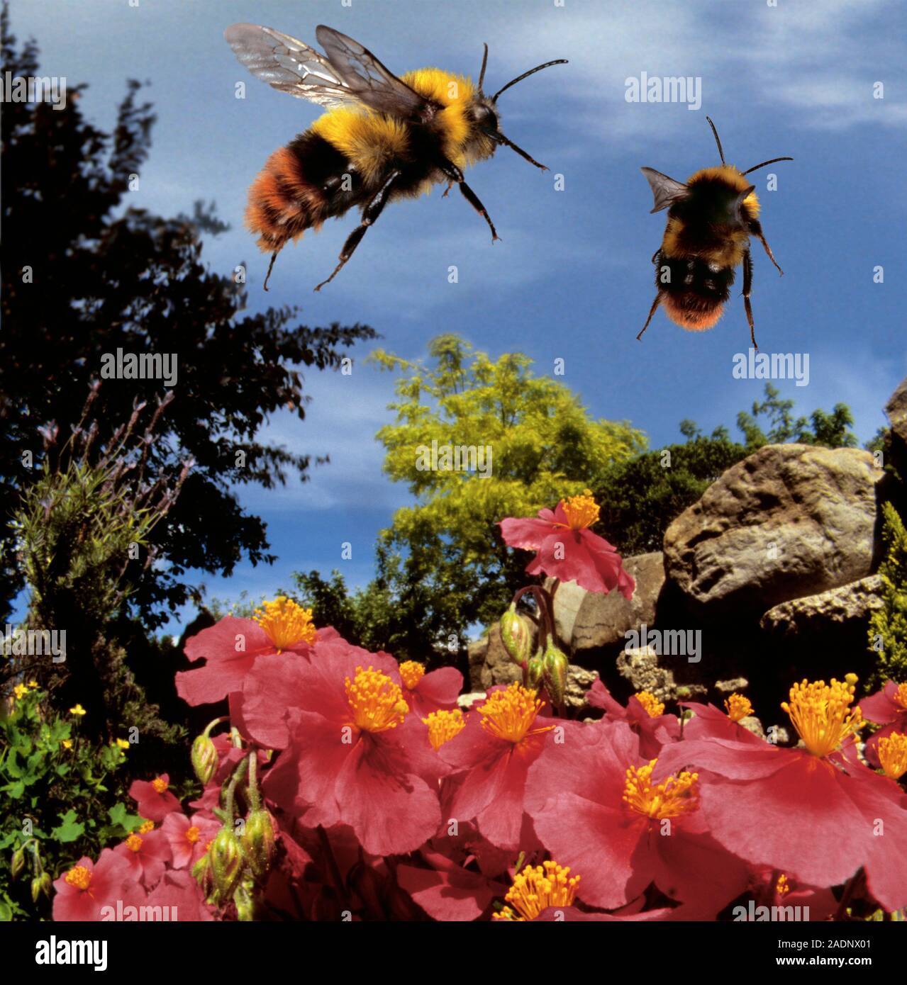 Carder bees in flight. High-speed photograph of carder bees (Bombus sp ...