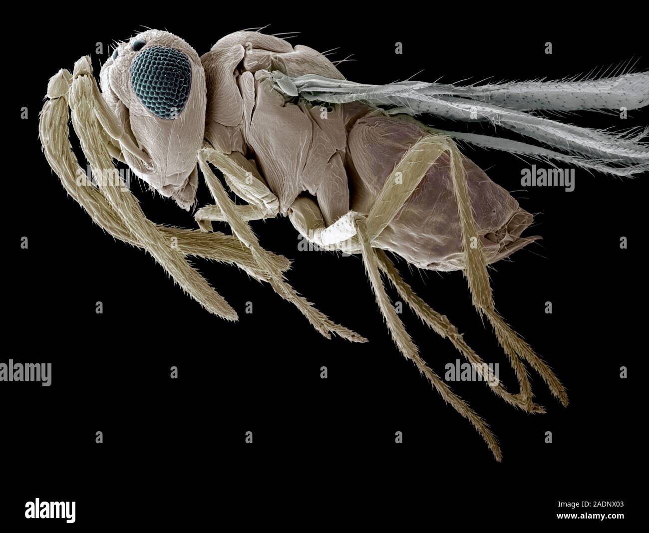 Parasitic wasp (Eretmocerus eremicus), coloured scanning electron ...