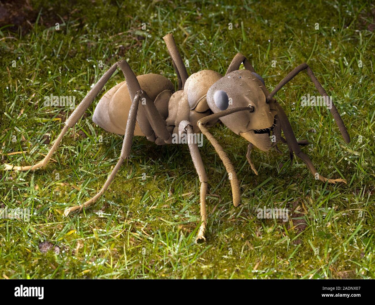 Heathland ant (Formica fusca) on grass (not to scale), coloured ...