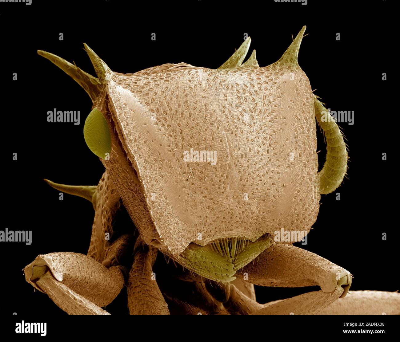 Turtle ant's head. Coloured scanning electron micrograph (SEM) of the ...