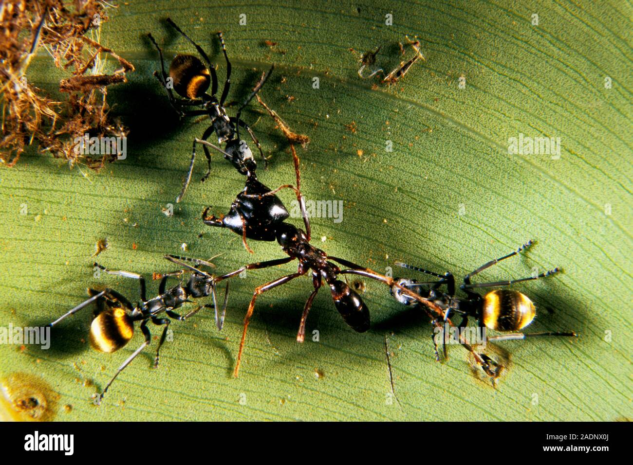 Polyrhachis laboriosa ants attacking an intruder. The intruder here is ...