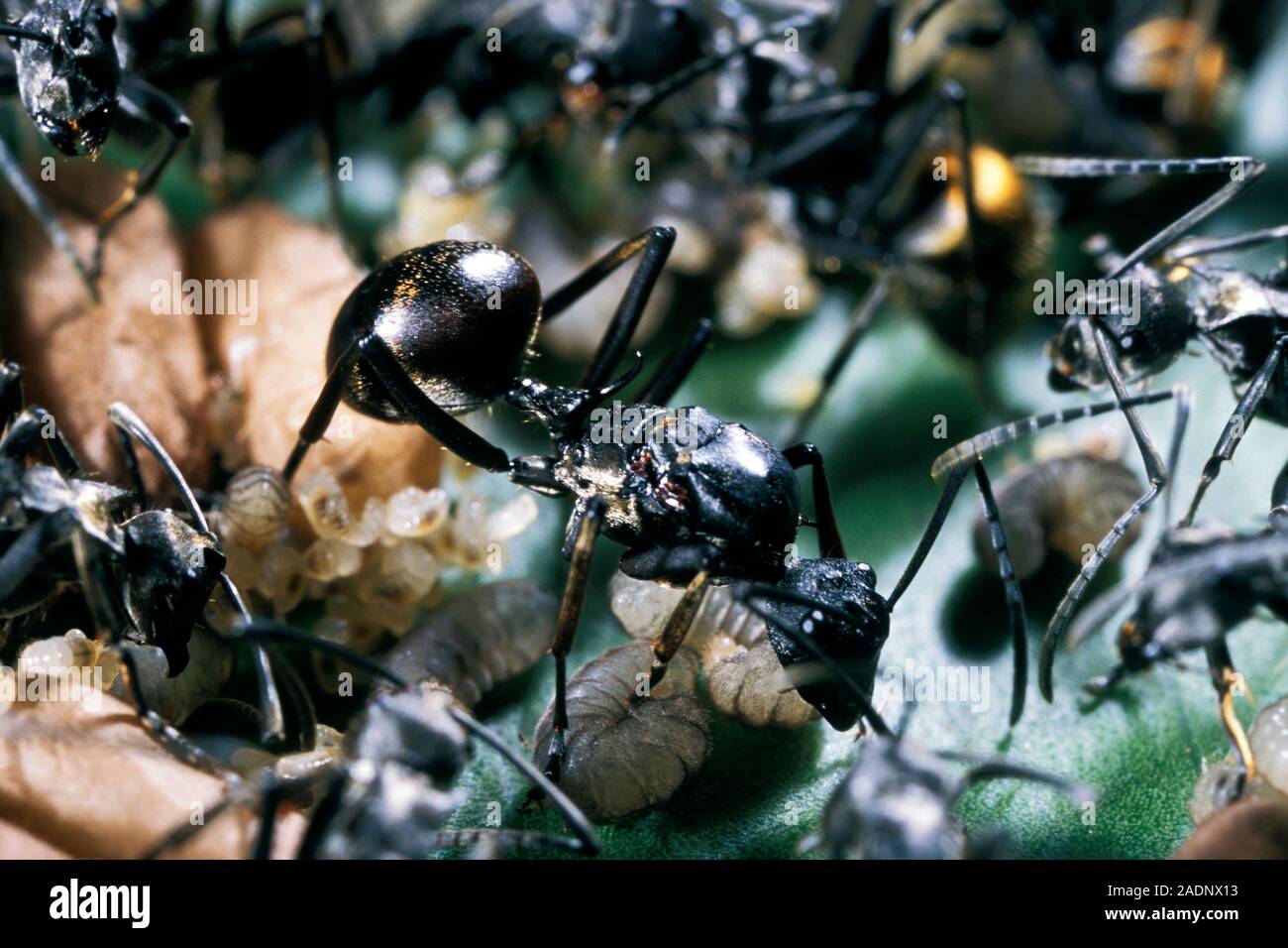 Polyrhachis laboriosa ant queen. The queen is a reproductive female ant ...