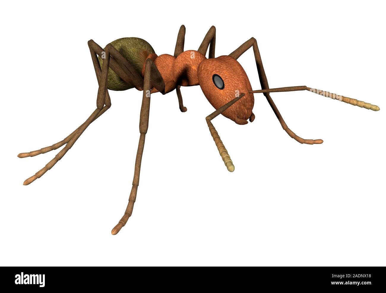 Ant (family Formicidae), artwork. Two compound eyes and antennae are ...