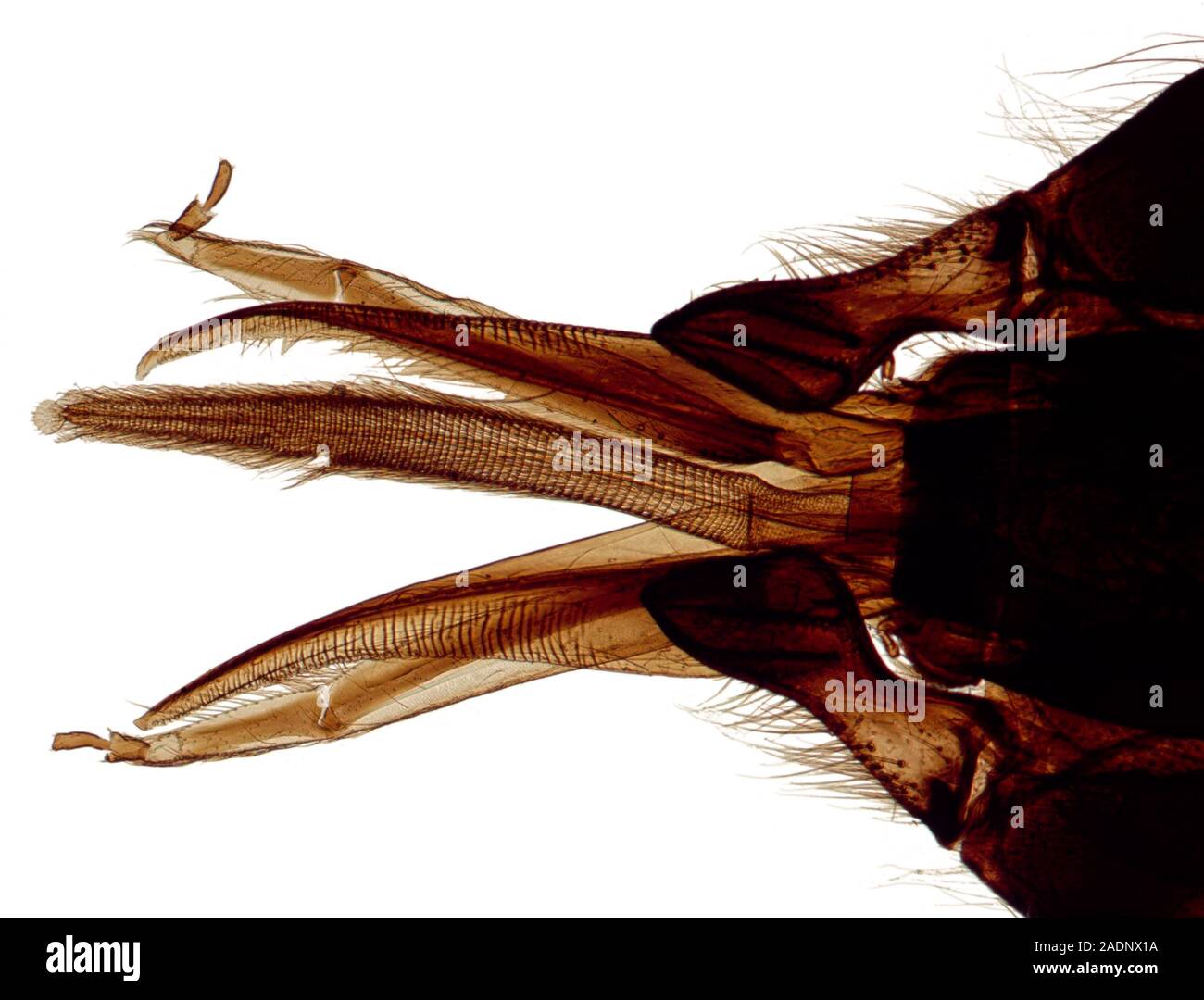 Bee mouthparts, light micrograph. The two darker brown upper appendages ...