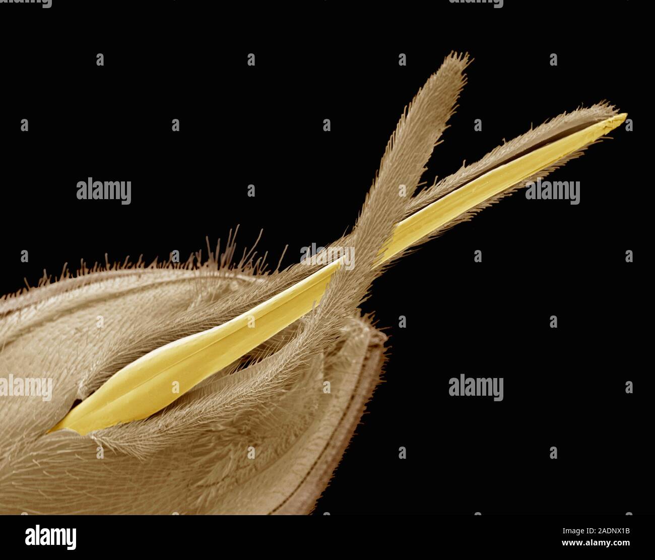 Wasp sting. Coloured scanning electron micrograph (SEM) of the sting of ...