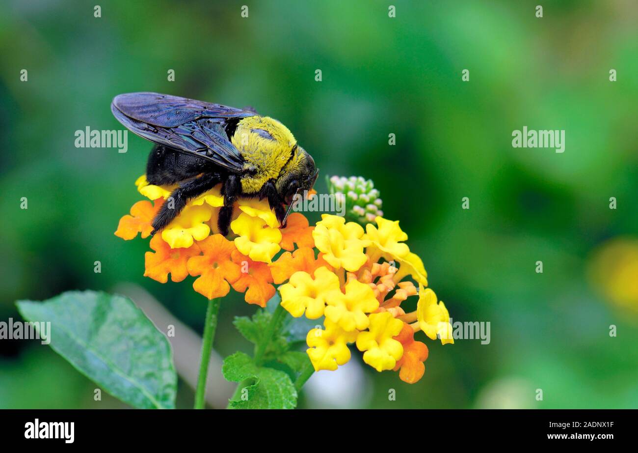 Female carpenter bee (Xylocpa aestuans) feeding on a lantana flower ...