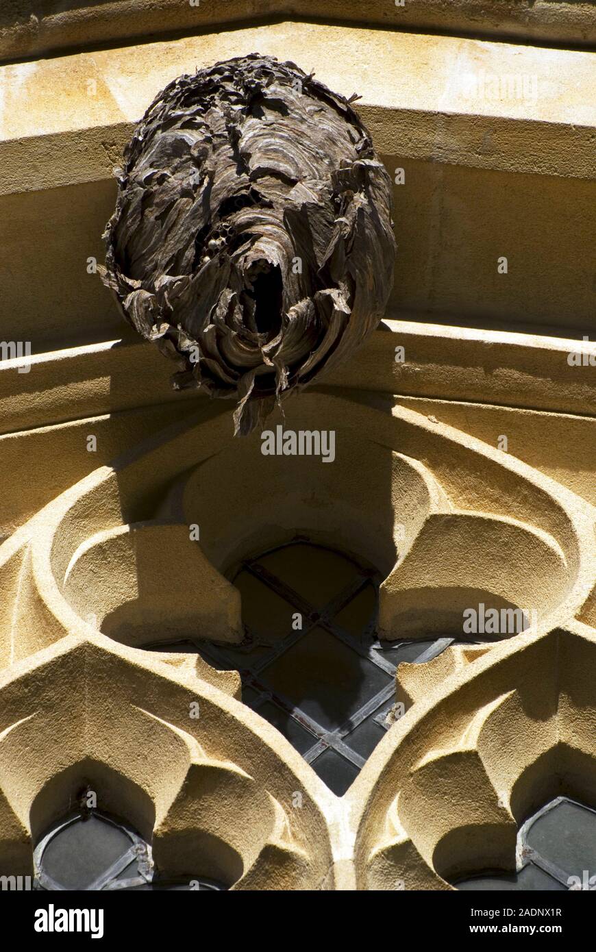Wasp nest on a church window. This nest has been built by the common ...