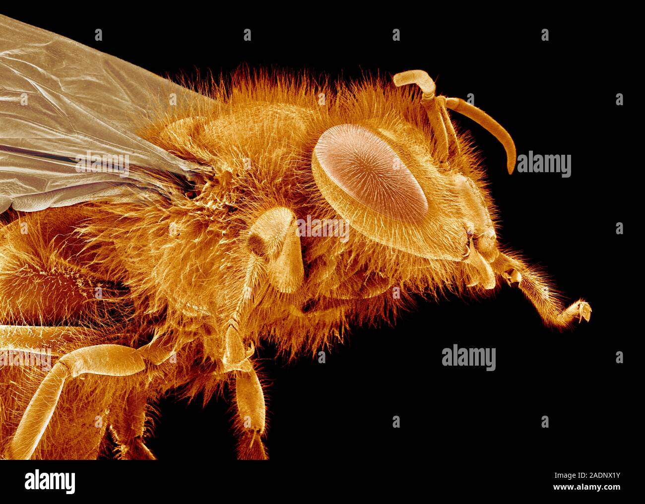 Honey bee, coloured scanning electron micrograph (SEM). The honey bee ...