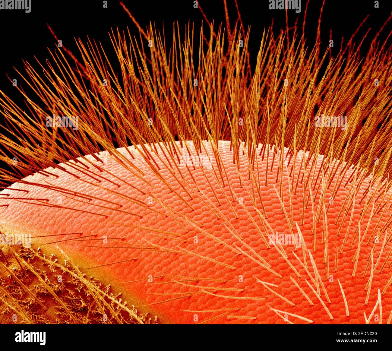 Compound Eye Of A Bee Coloured Scanning Electron Micrograph Sem Of Numerous Lenses Making Up