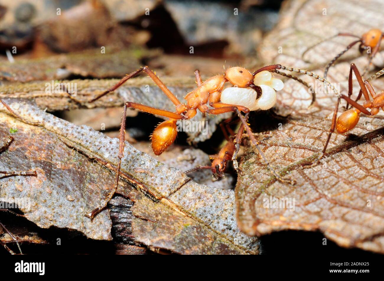 Army Ant (Eciton hamatum) workers carrying a pupa and larvae while ...