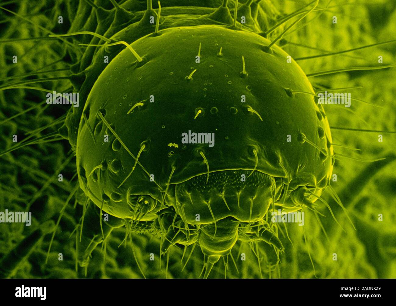 False colour scanning electron micrograph of a newly hatched ...