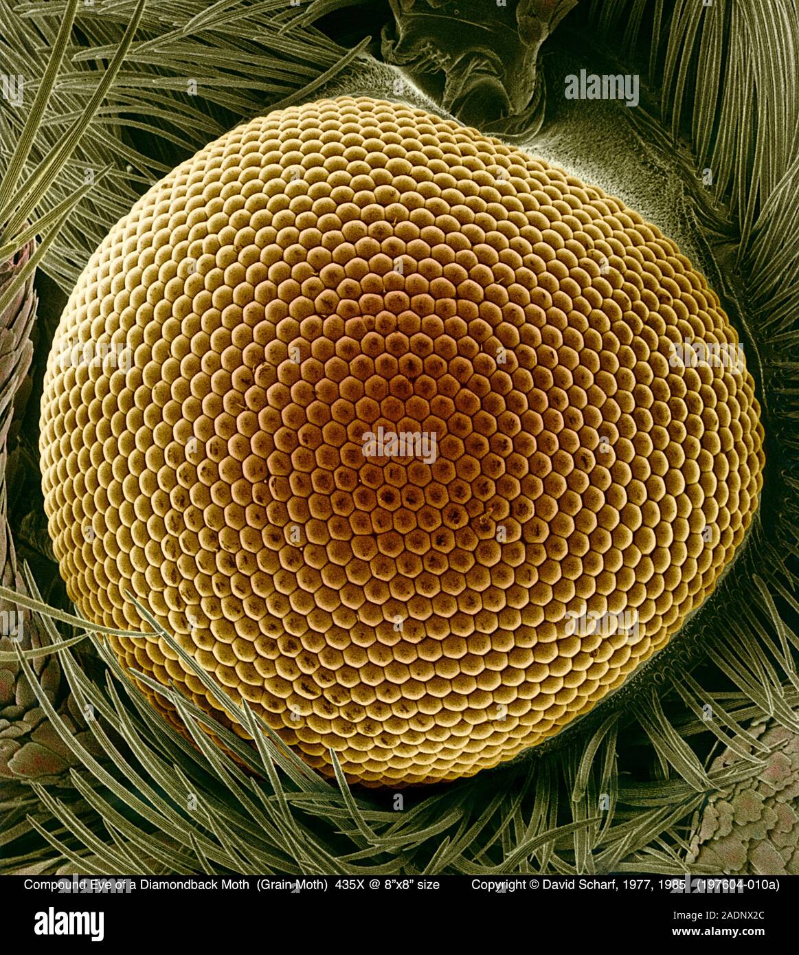 False colour scanning electron micrograph (SEM) of the compound eye ...