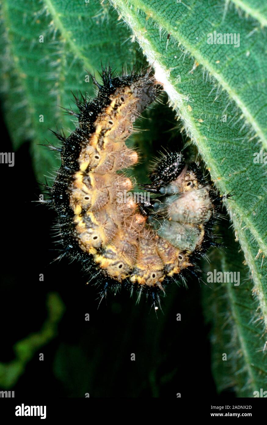 Larva (caterpillar) of the Small Tortoiseshell butterfly Aglais urticae ...