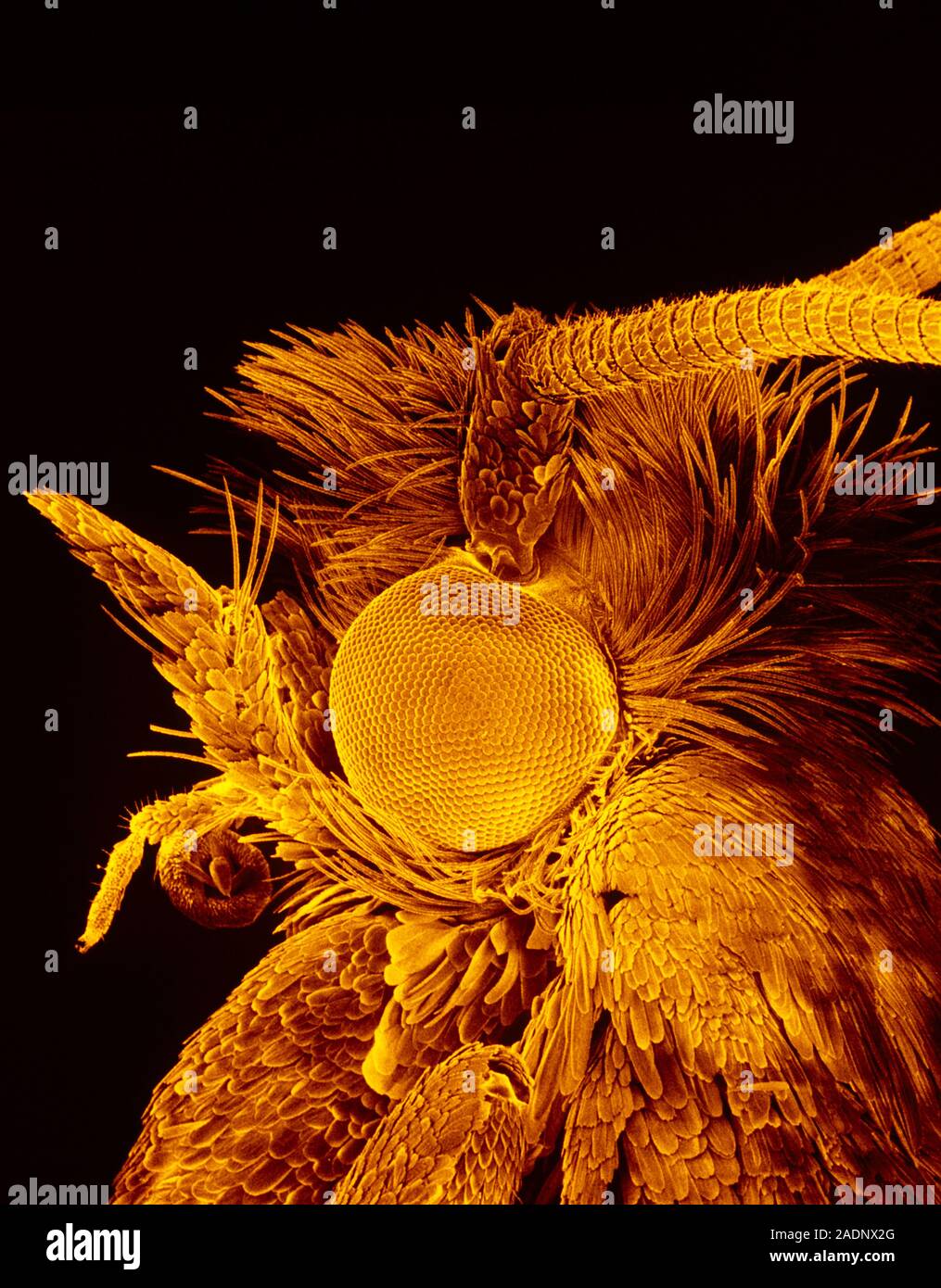 False-colour scanning electron micrograph (SEM) of the head of a ...