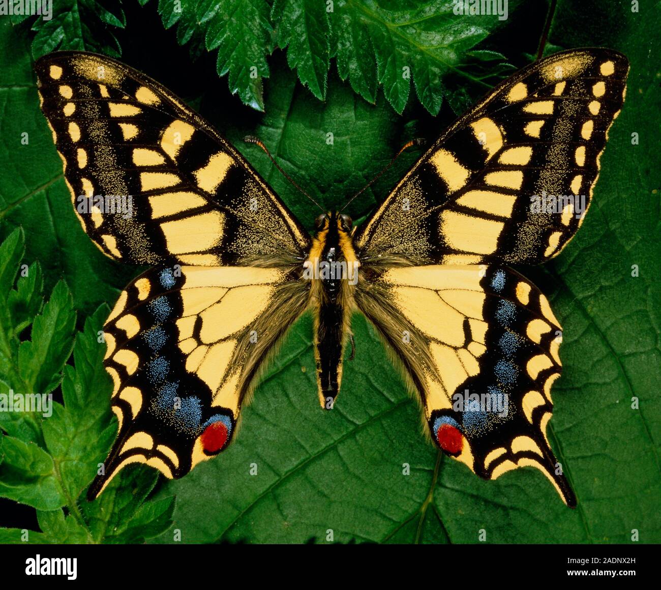 Papilio Machaon Britannicus, the British swallowtail butterfly. The ...