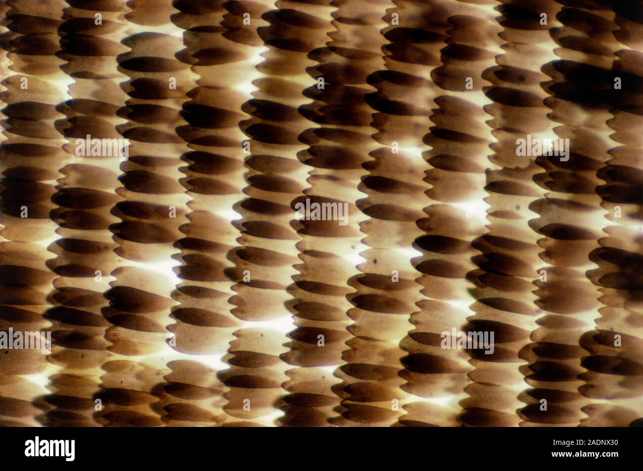 Light micrograph of the overlapping scales on the wing of a swallowtail ...